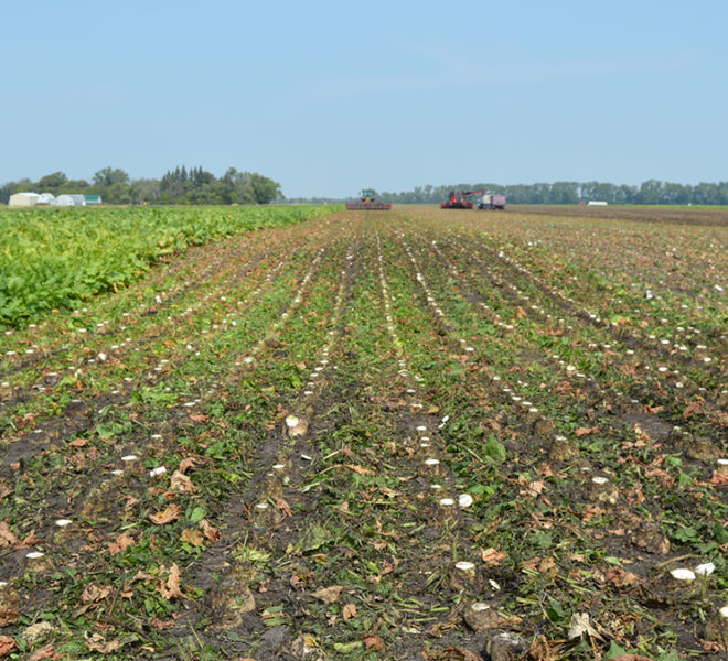 50 Series Sugar Beet Defoliators - Amity Technology